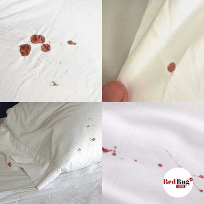 Bed Bug Plus Store